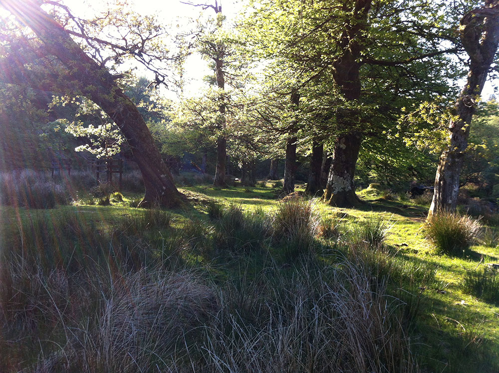 Contact Details for Beardown Farm Wild Camping, Dartmoor, Devon